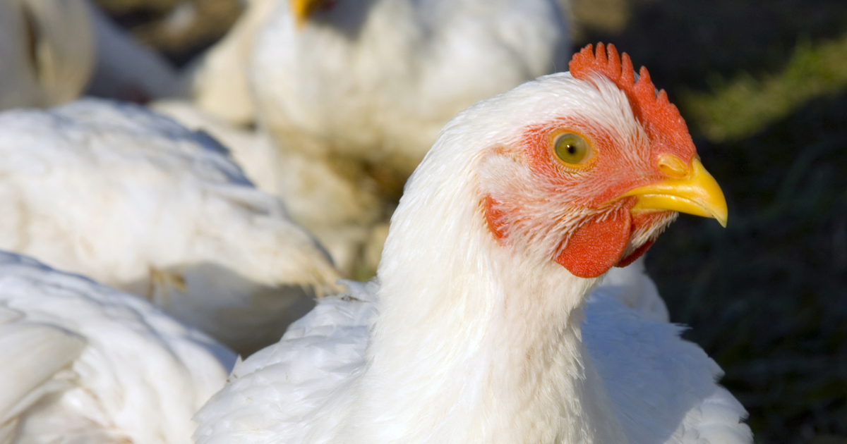 Why I still believe the Better Chicken Commitment has a future