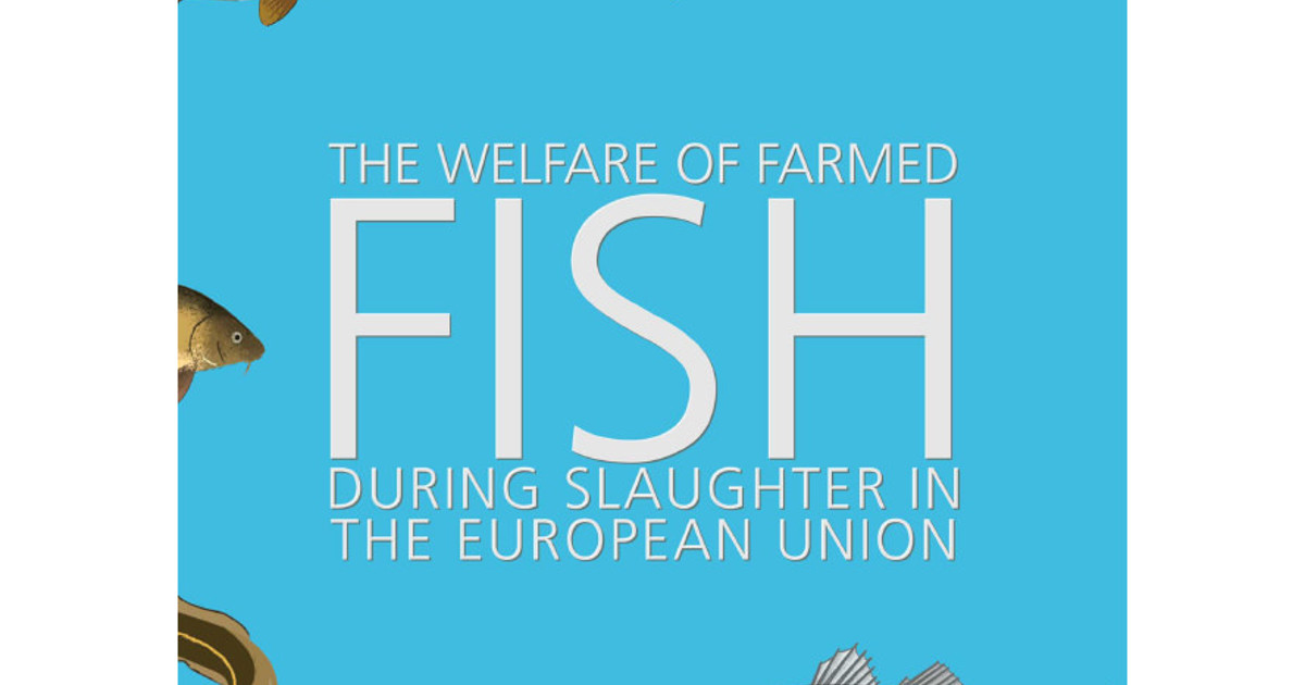 The Welfare of Farmed Fish During Slaughter in the EU