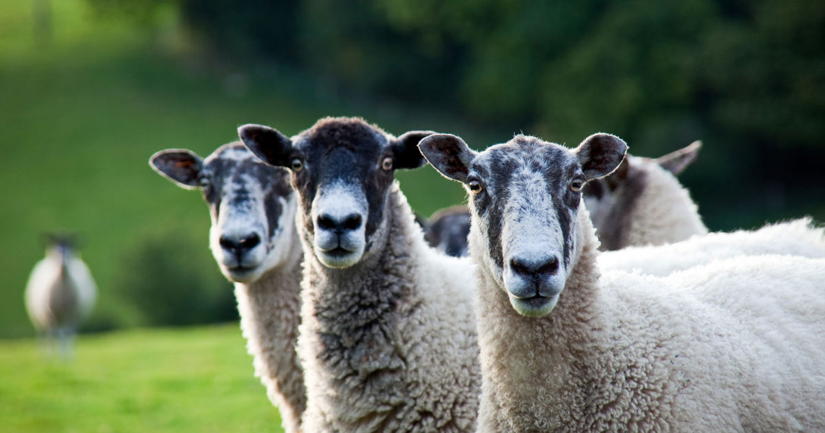 Additional campaign topics