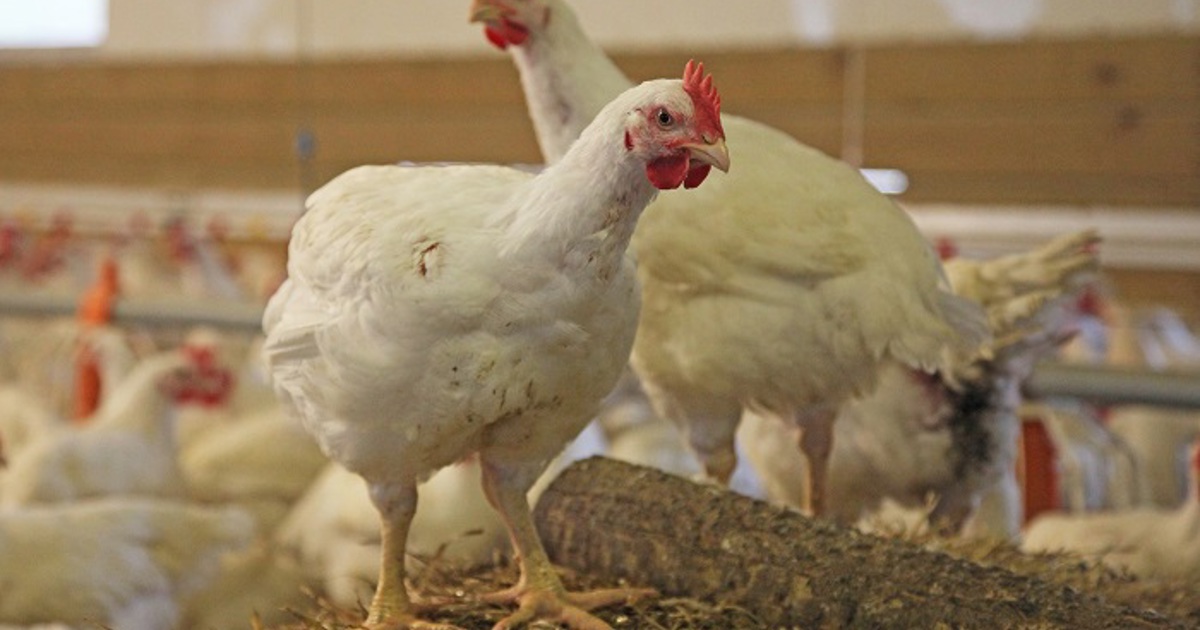 Compass Group joins move for better chicken