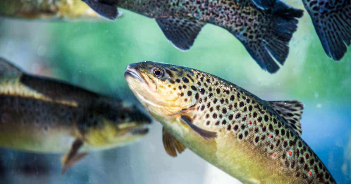 Introduction - Rainbow Trout