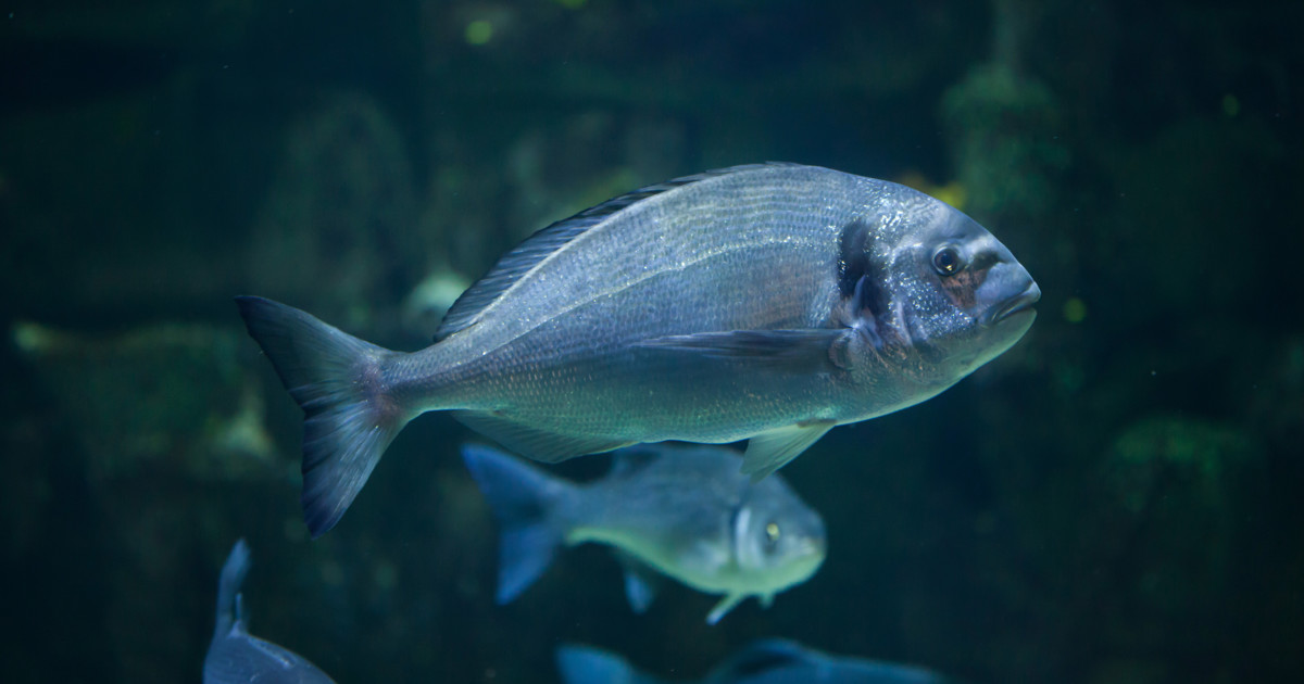 Tesco - Driving Innovation in Humane Fish Slaughter