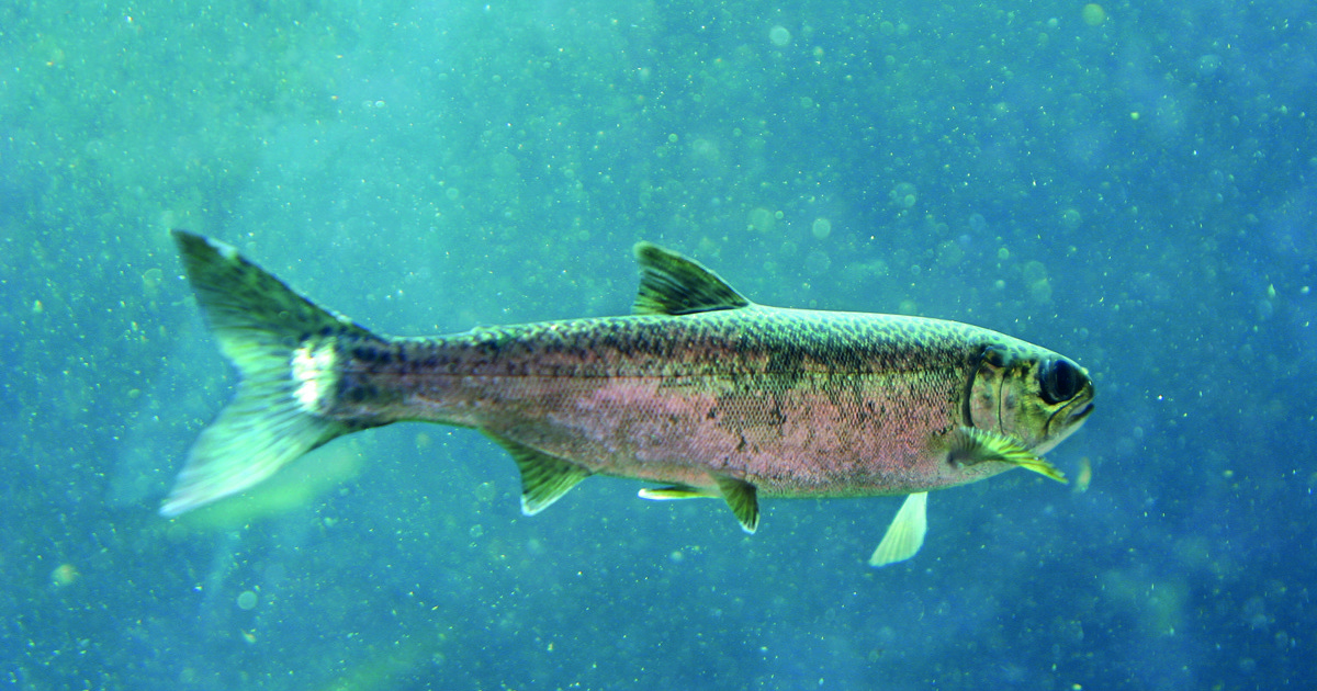Rainbow Trout: Life Cycle, Behaviour & Global Aquaculture Trends
