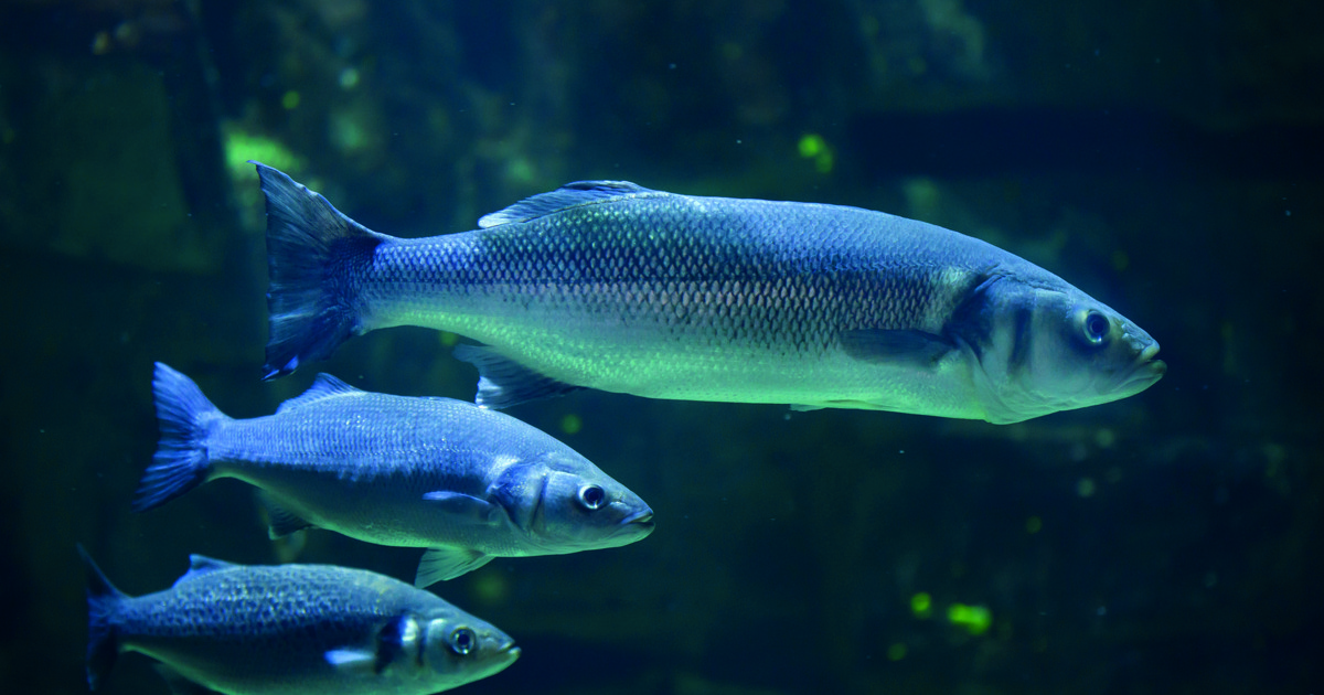 Introduction - European Sea Bass and Gilthead Sea Bream