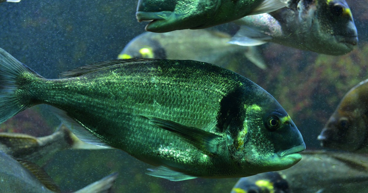 Who is the sea bream?
