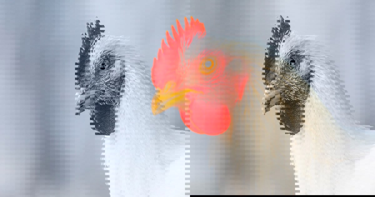 EFSA publishes new report on broiler chicken welfare