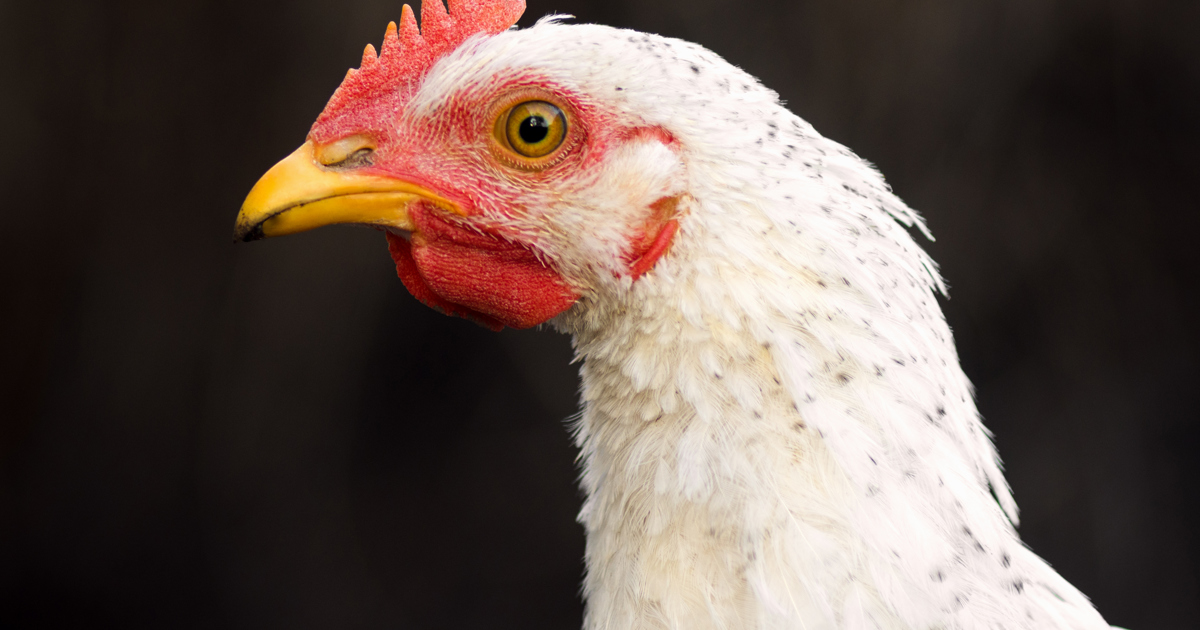 Carrefour France joins European Chicken Commitment