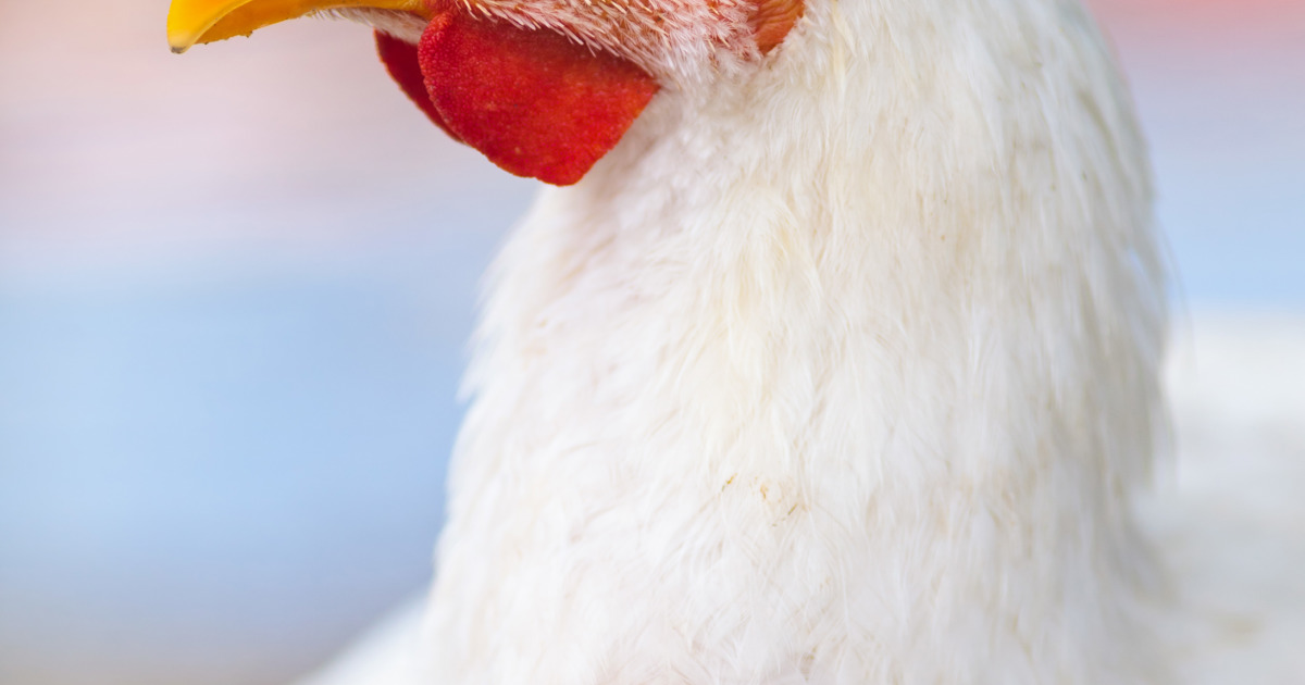 Welfare Outcomes for Broilers