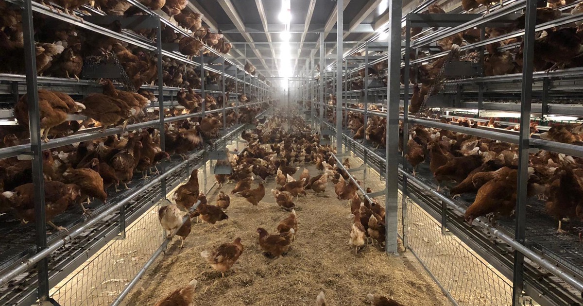 Noble Foods - making cage-free eggs a commercial reality