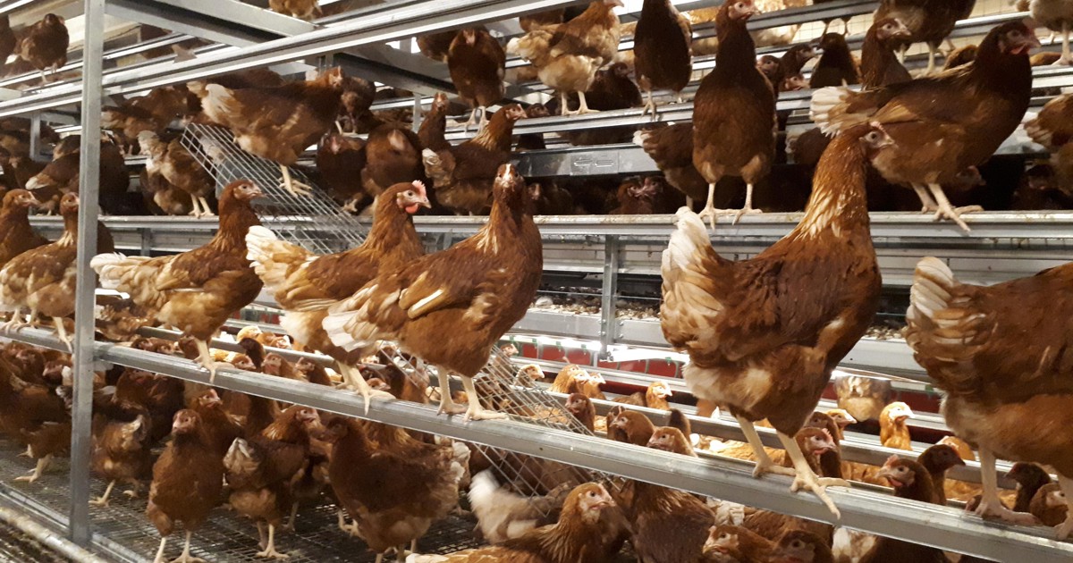 Noble Food - making cage free eggs a commercial reality - 2020