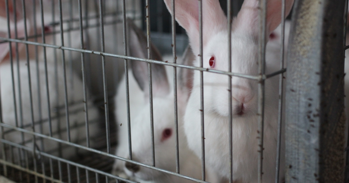 SCIENTIFIC BRIEFING ON CAGED FARMING