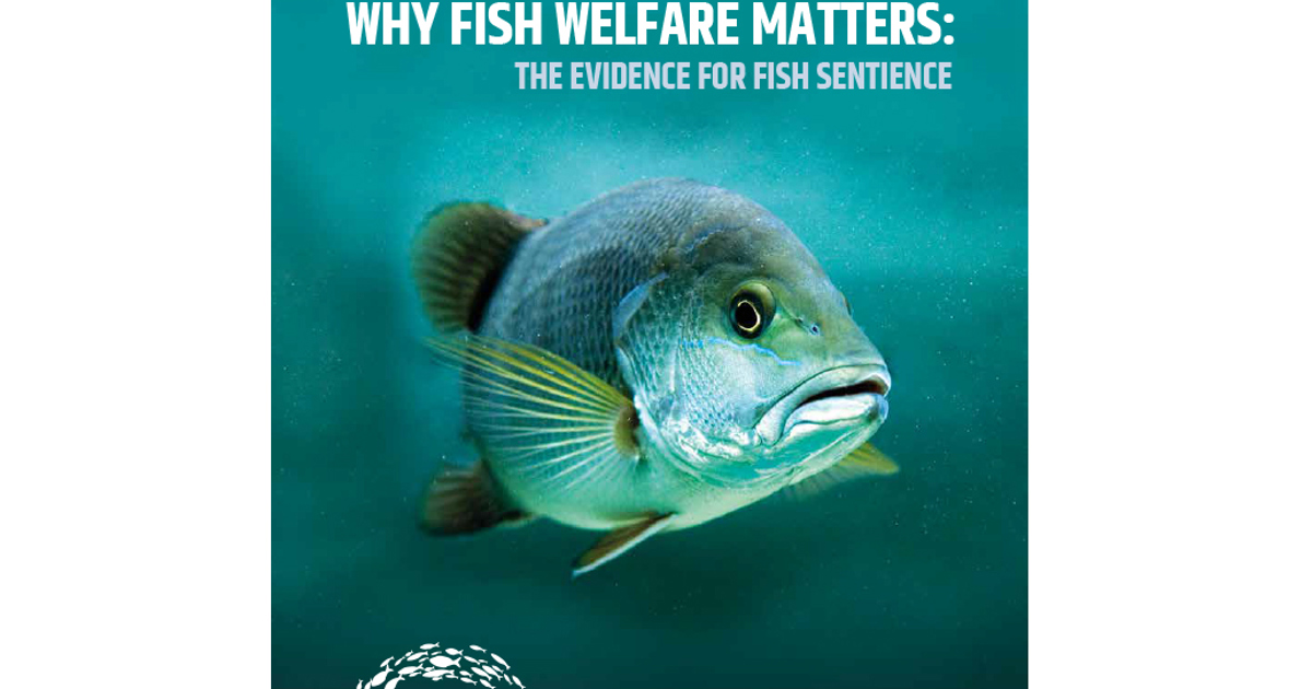 Why Fish Welfare Matters
