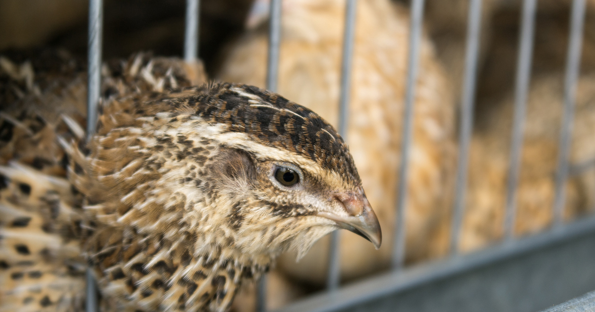 SCIENTIFIC BRIEFING ON CAGED FARMING
