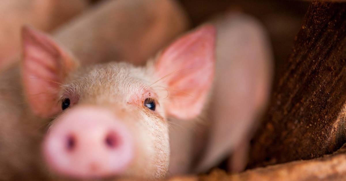 Waving farewell to the EU must not mean goodbye to farm animal welfare