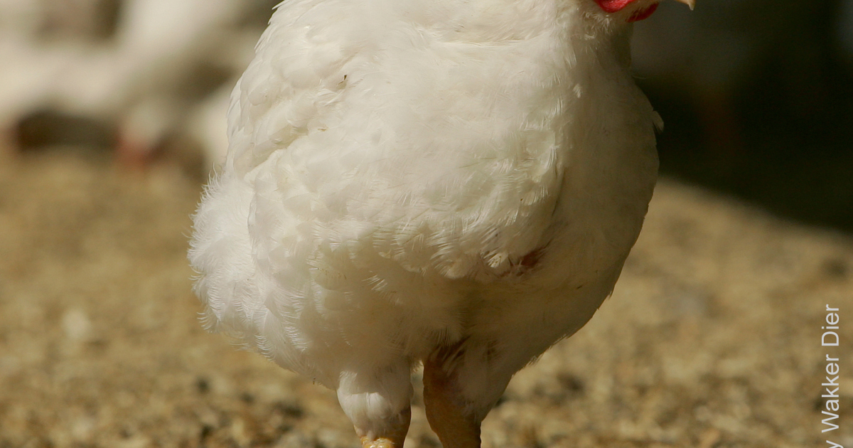 How to identify white striping in chicken meat