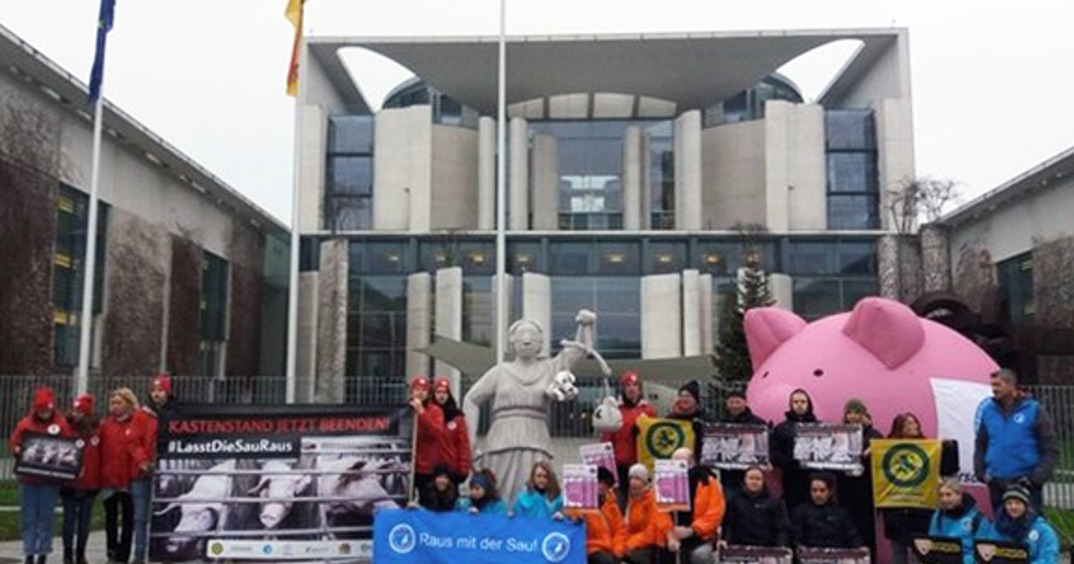 Sow welfare in Germany under threat