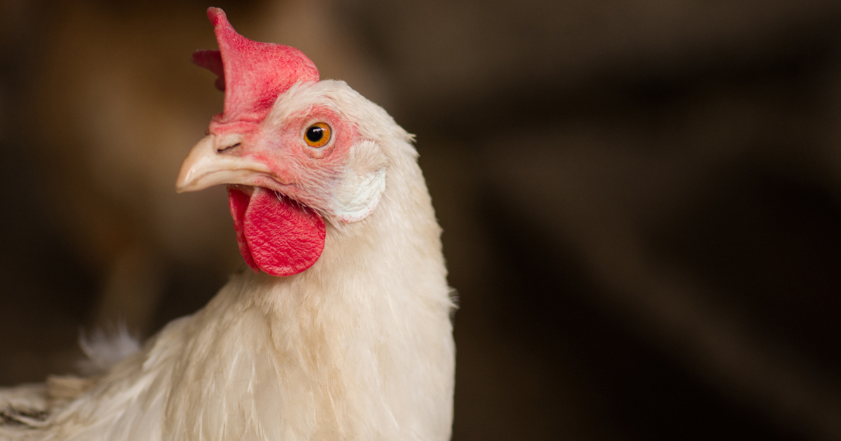 Countdown to 2026: Are Companies on Track to Meet Their Better Chicken ...