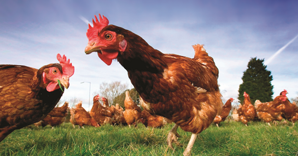 UK supermarket Waitrose leads world with chicken welfare commitments
