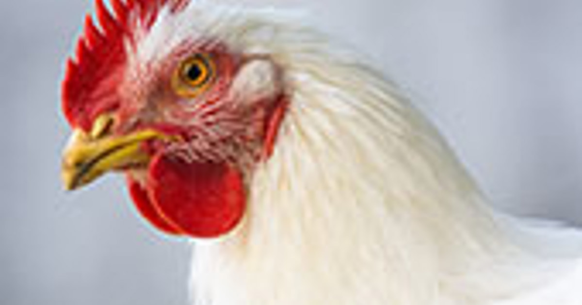 Fileni Group Strengthens Commitment to Higher Broiler Welfare Standards