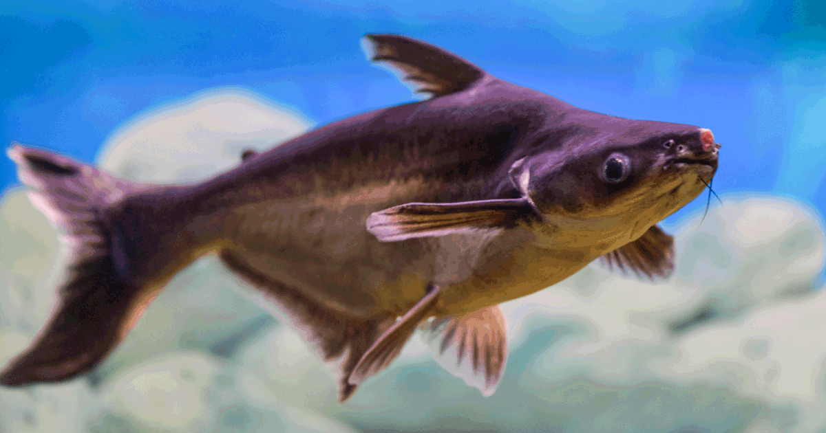 Introduction - Pangasius