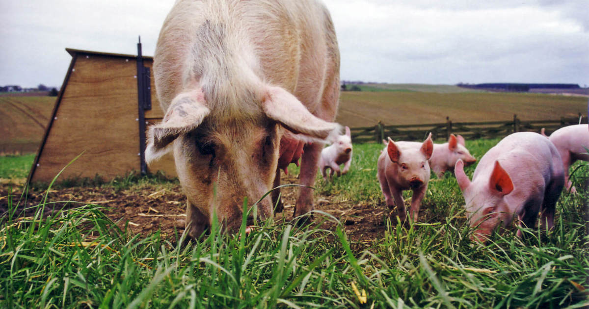 GAP Pigs Book: Welfare & Farming Insights