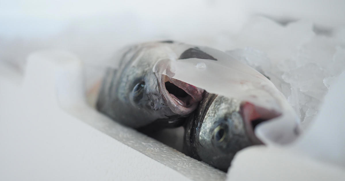 150 000 people urge the EU to stop ignoring fish pain