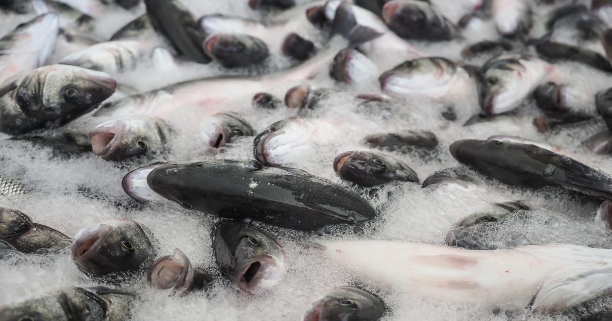 New ASC Fish Welfare Standards Welcomed