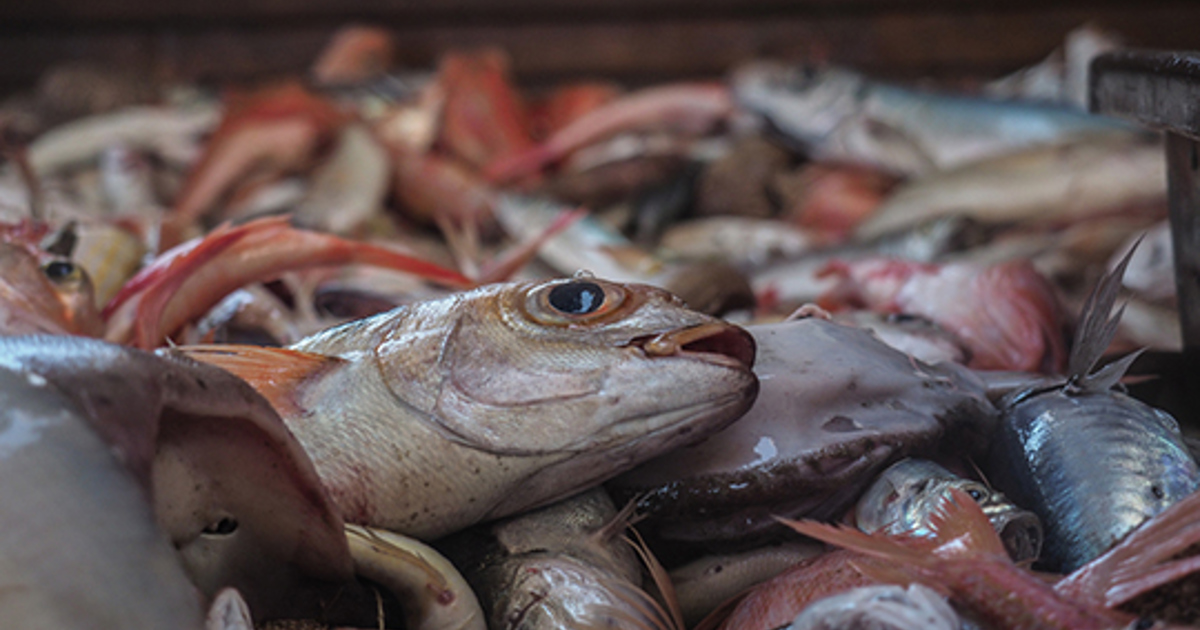 “Our campaign continues”, says Compassion in World Farming in response ...