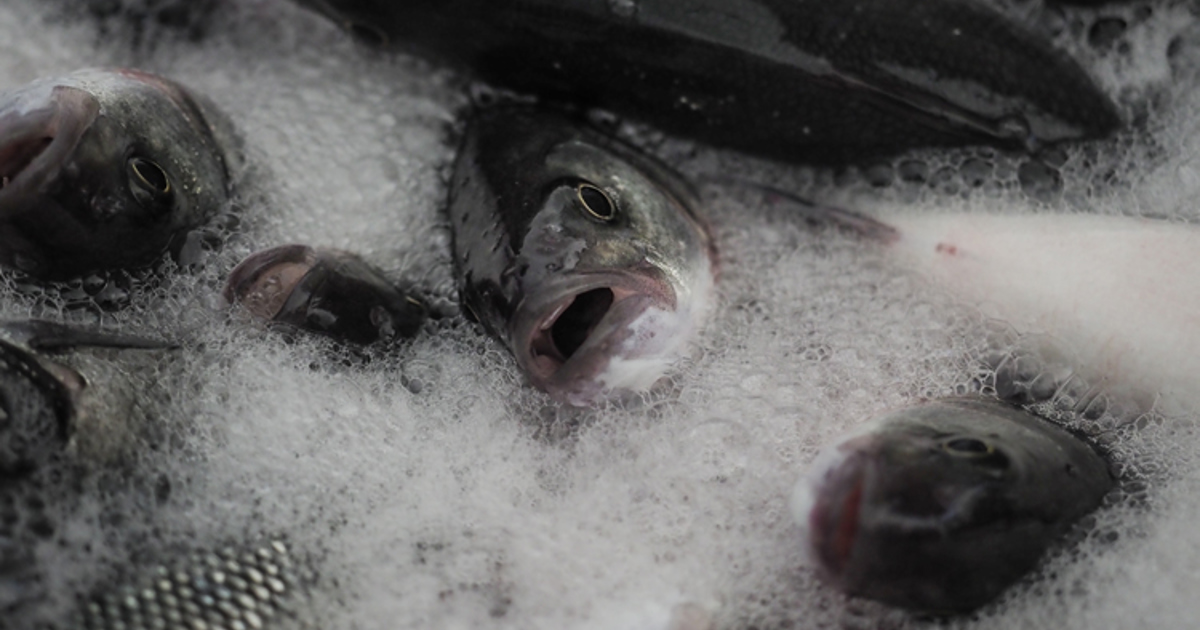What do fish labelling schemes really certify?