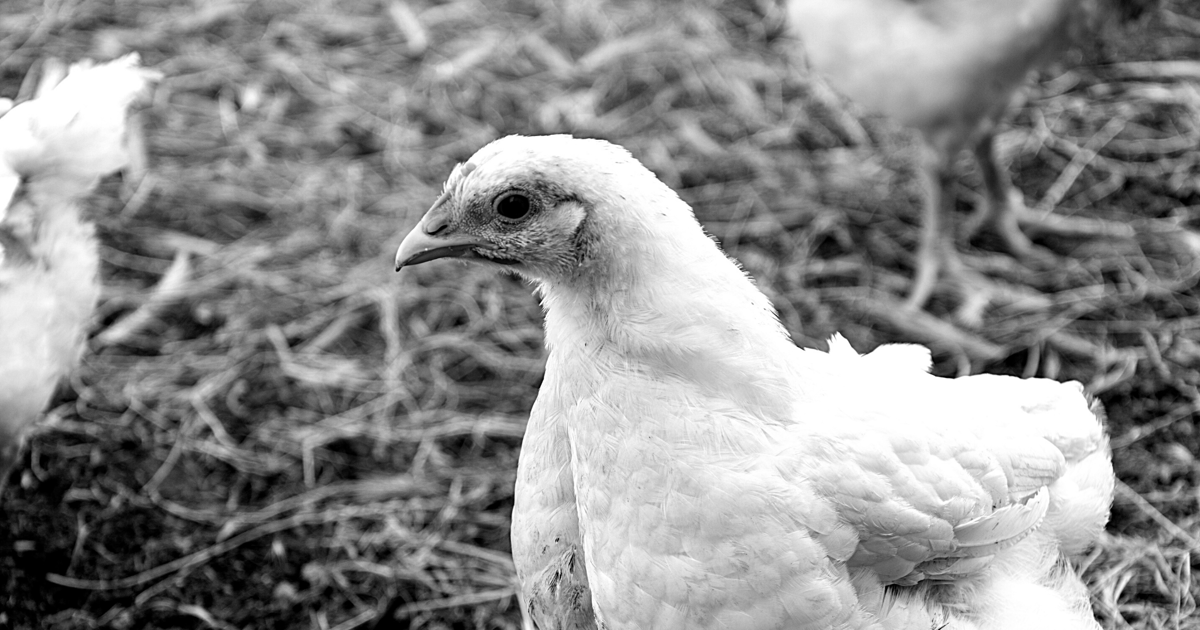 ChickenTrack