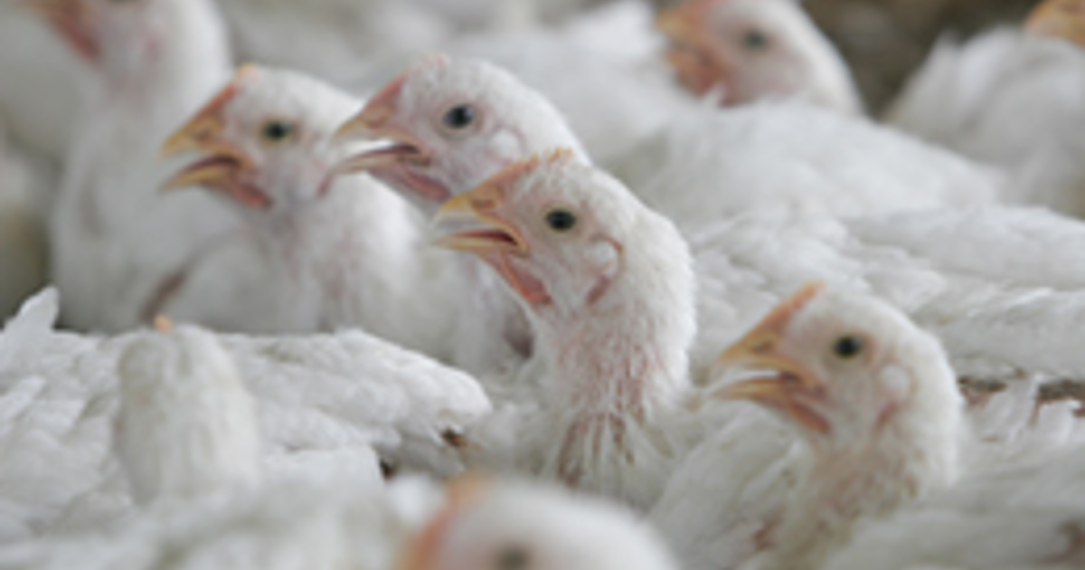 Feed Restriction in Fast Growing Broiler chickens