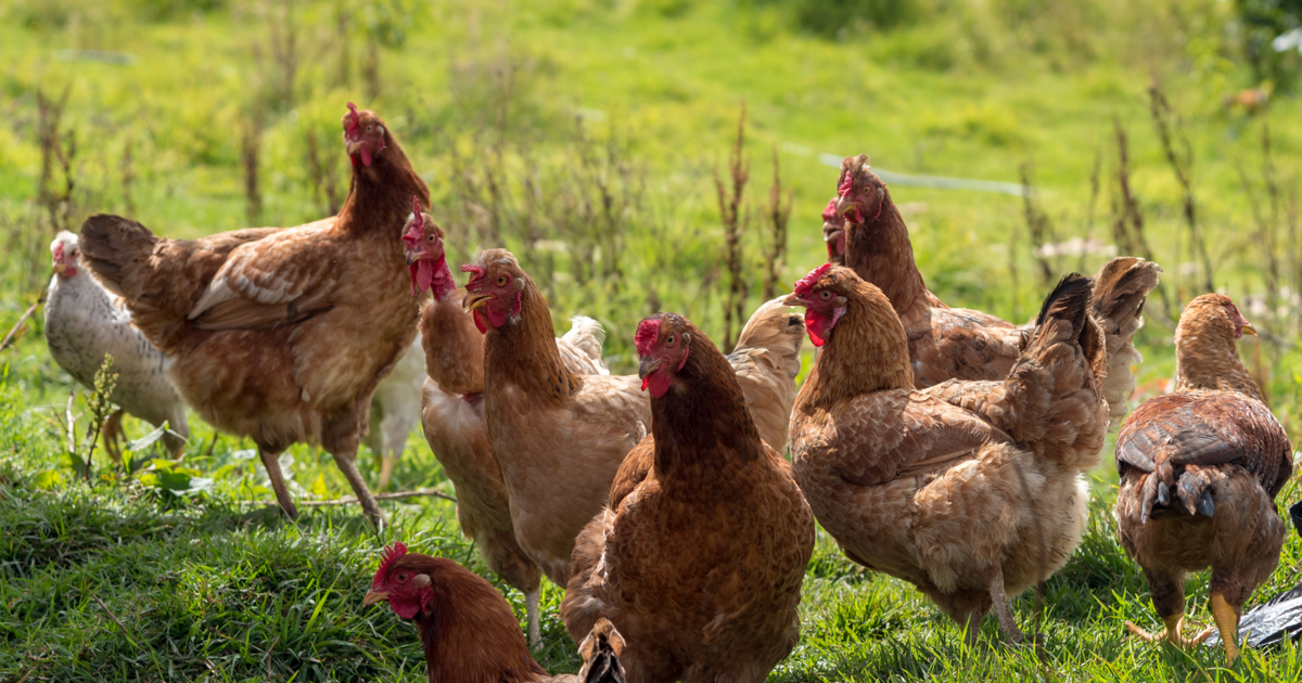 Friday the 13th is a lucky day for Czech hens!