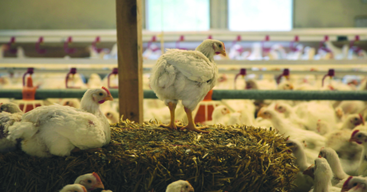 HelloFresh releases roadmap to higher chicken welfare