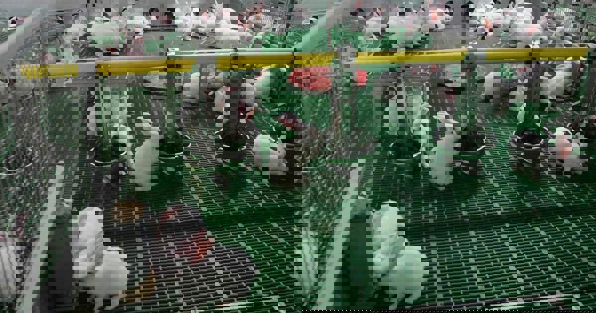 Review of Rabbit Production in the EU/UK