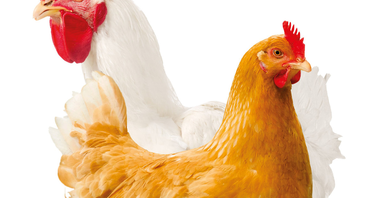 Hubbard Redbro accepted under the Red Tractor Enhanced Welfare module