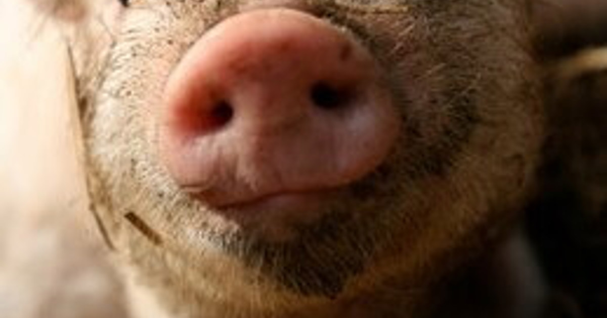 Building a Meaningful Sow Welfare Policy: A Guide for Companies