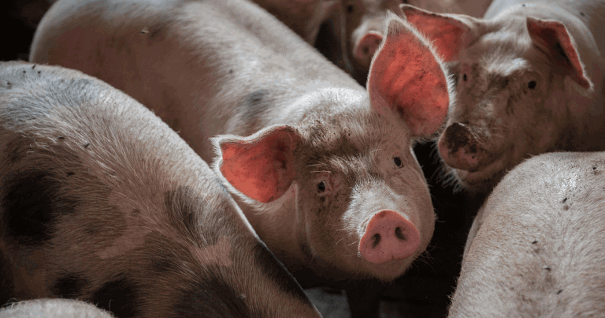 Making a donation to help farm animals.