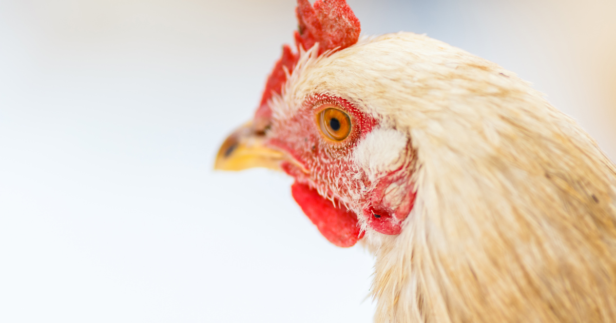 Fileni Group Italy joins European Chicken Commitment