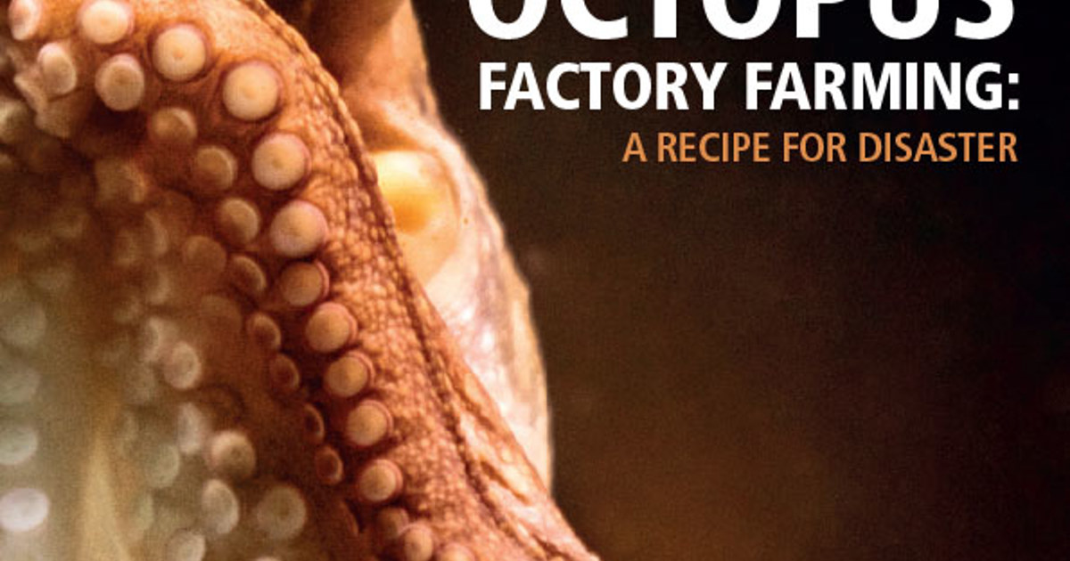 Octopus factory farming: a recipe for disaster