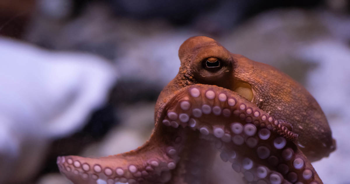 100 scientists unite in call to ‘keep octopuses wild’
