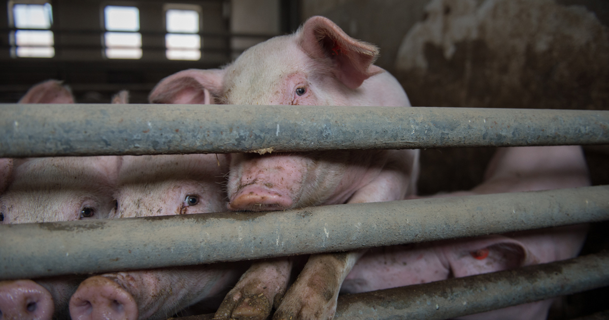 30 years after EU Pig Welfare Legislation, will the EU finally step up ...