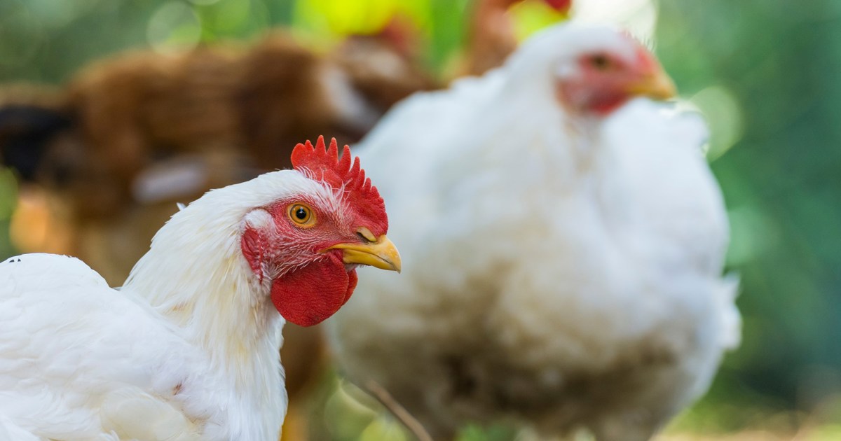 European ChickenTrack report shows food companies making strides to ...