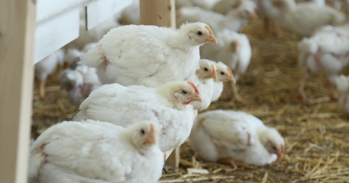 ECC Enrichment Guide for Broiler Chickens (2022)