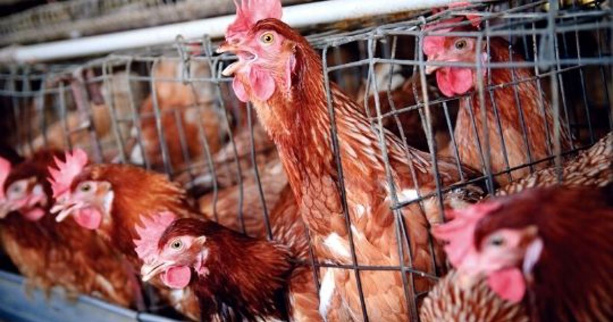 US Egg Factory Euthanizes Millions of Birds