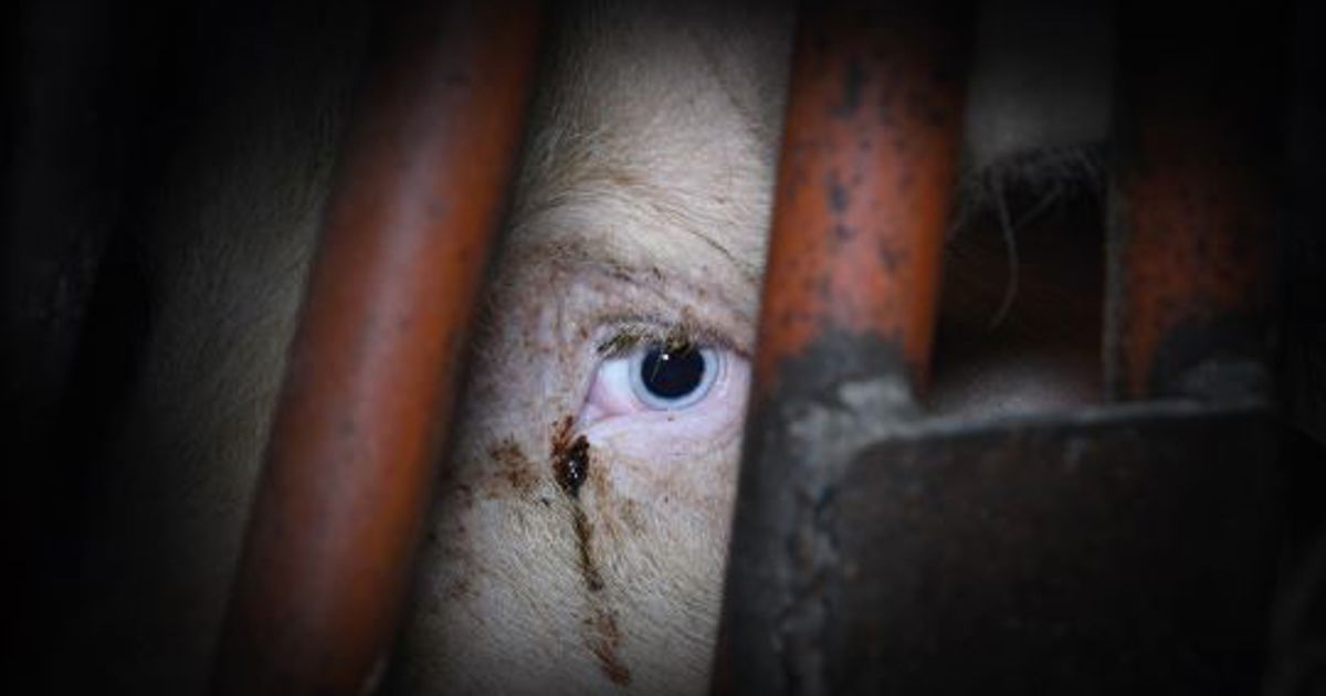 How sow welfare suffers under intensive conditions.