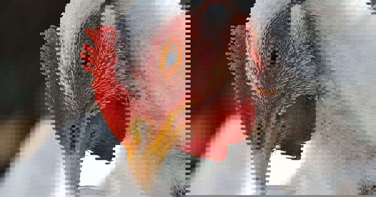 How Can Chicken Welfare Be Improved?