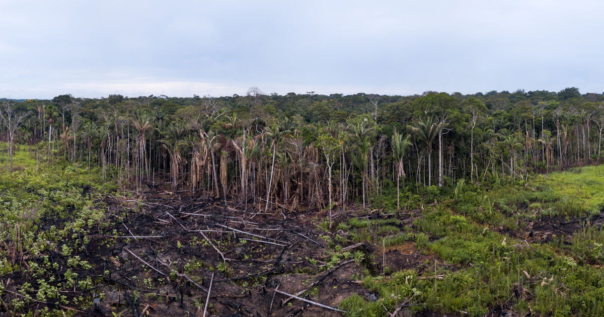 Studies Reveal Devastating Impact of Factory Farming