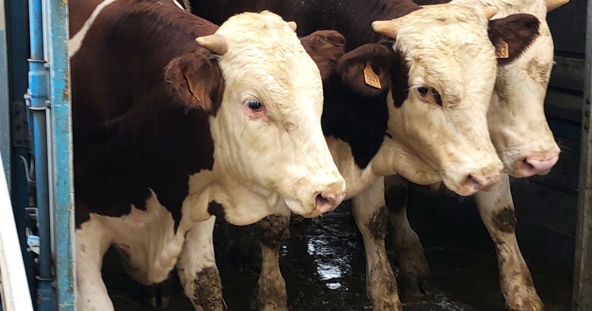 8,000 Animals Stranded at Sea