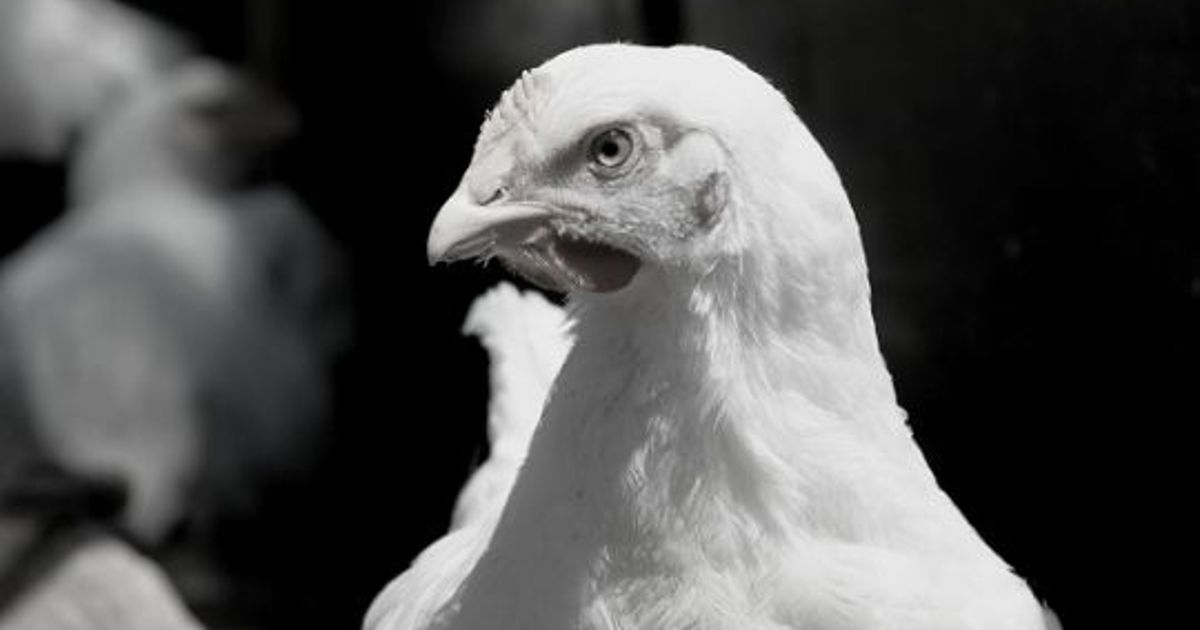 Méthodologie ChickenTrack