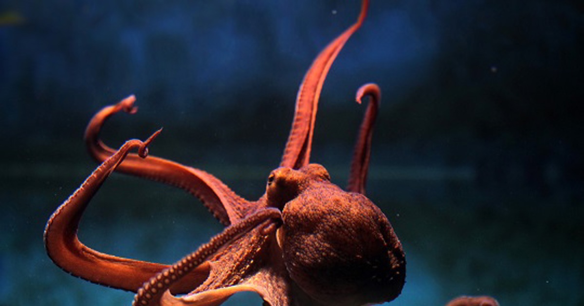Octopus Farming